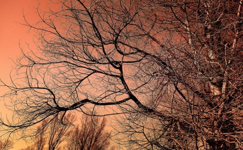 Significado del sueño de la rama - Significados Gratis