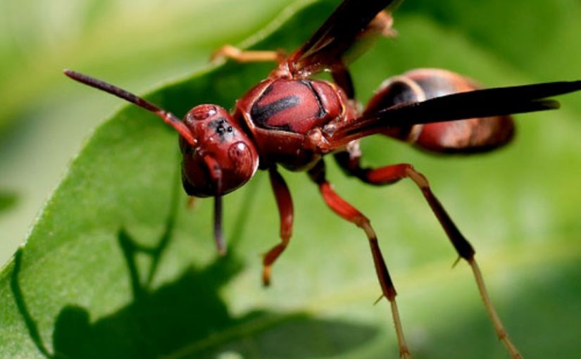 Significado del sueño de un insecto - Significados Gratis