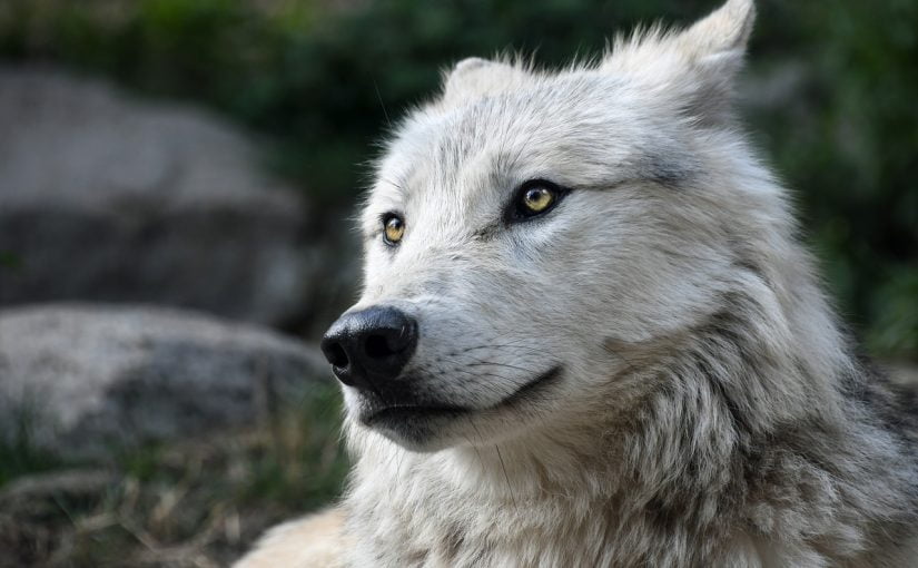 Significado del sueño del lobo - Significados Gratis